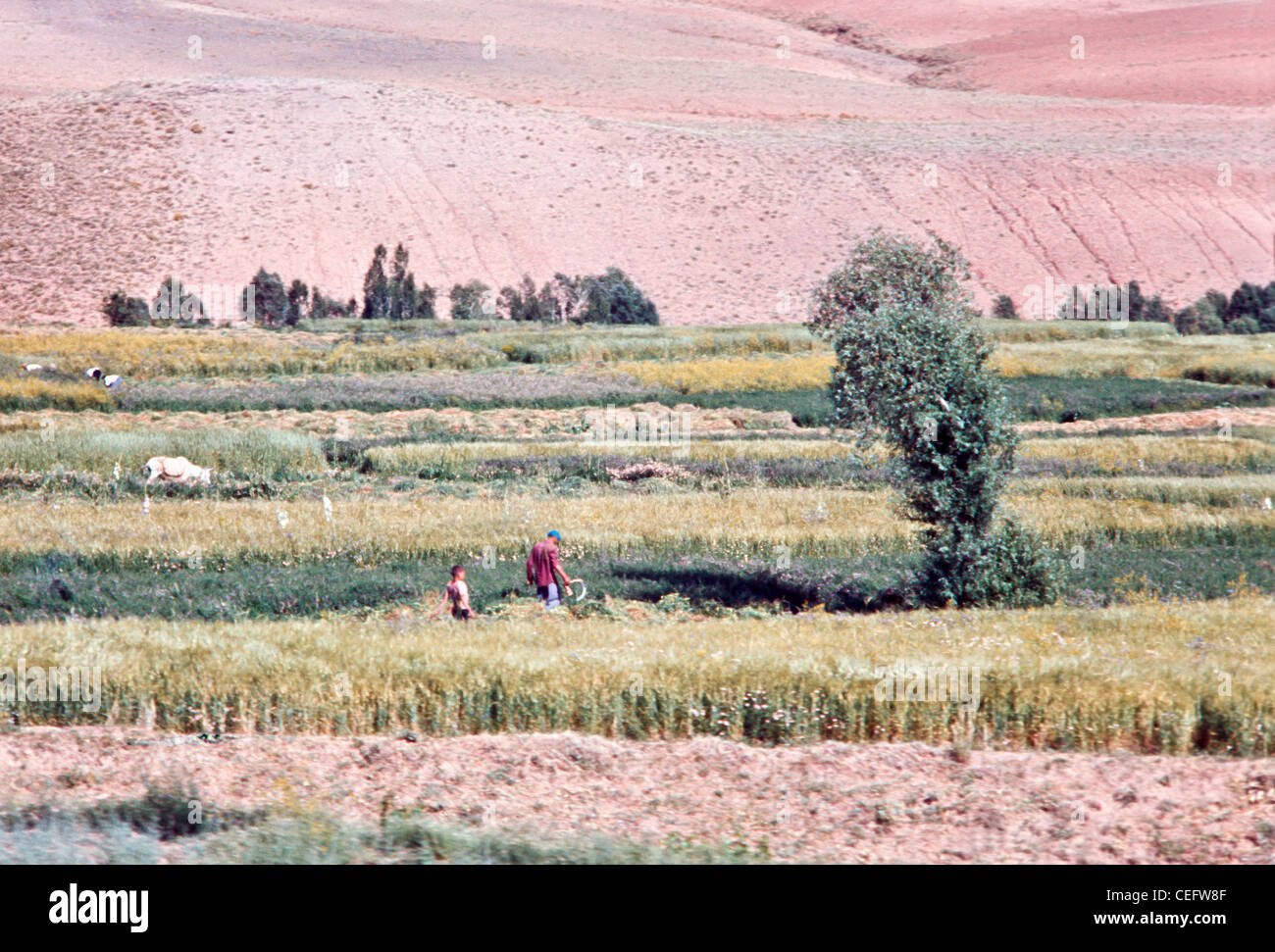 Zagros mountains wheat hi-res stock photography and images - Alamy