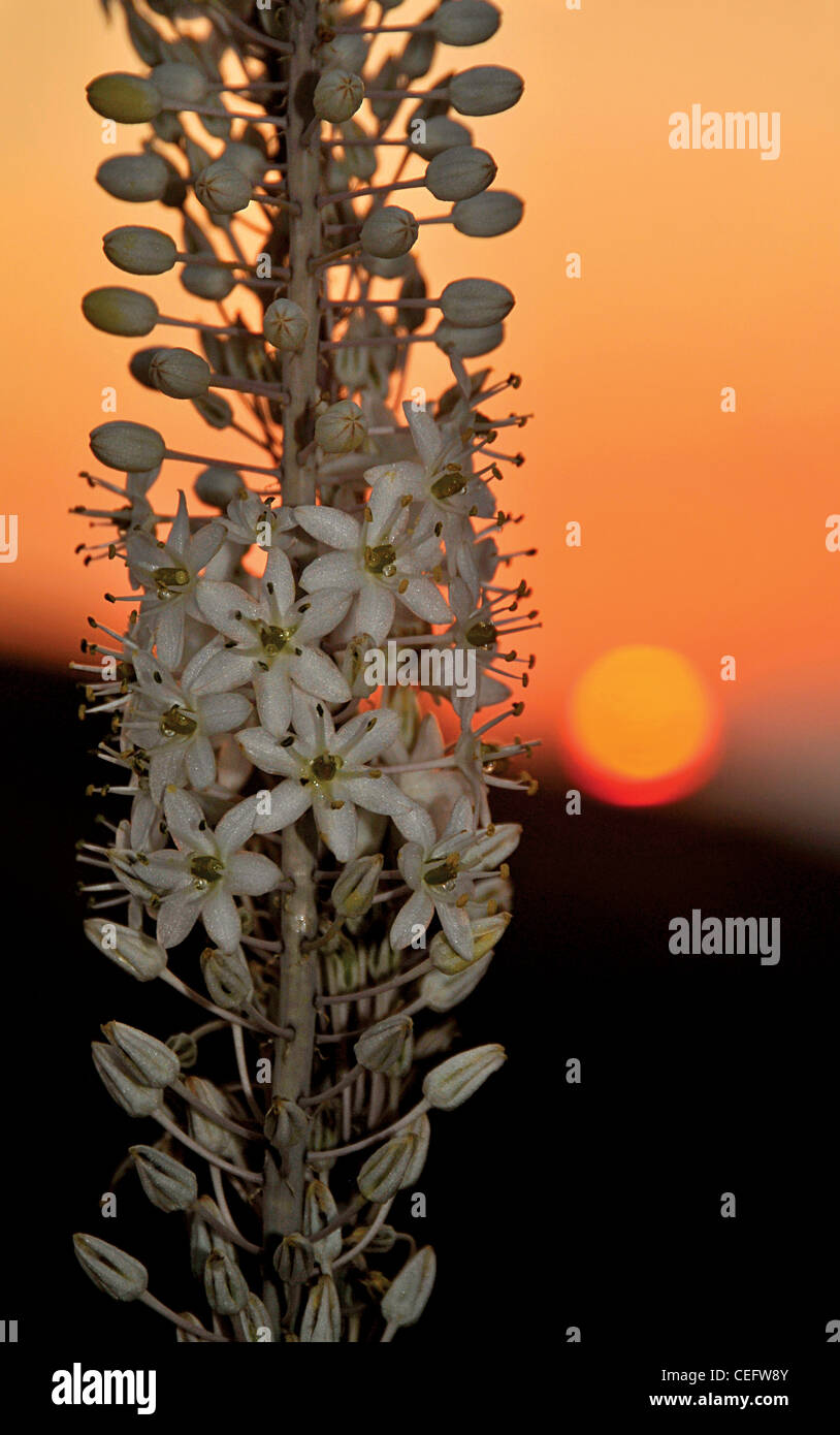 Negev desert in bloom hi-res stock photography and images - Alamy
