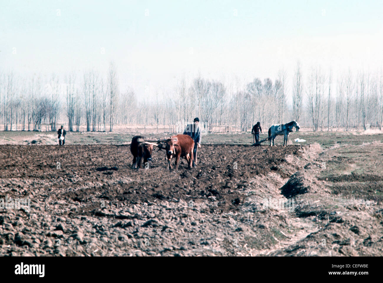 IRAN, ARAK: Iranian farmers plowing their fields with farm animals near ...