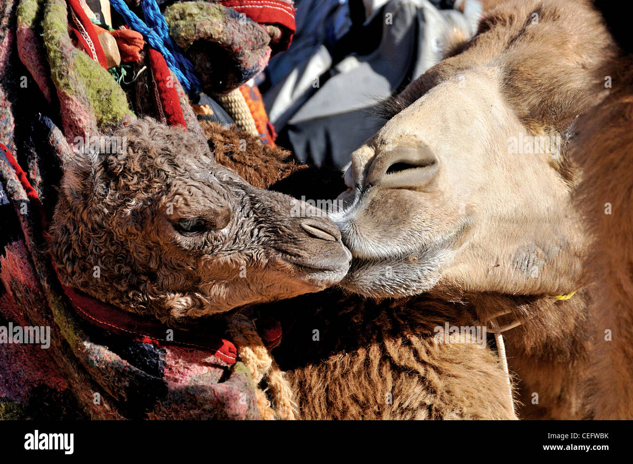 Baby camel and mother hi-res stock photography and images - Alamy