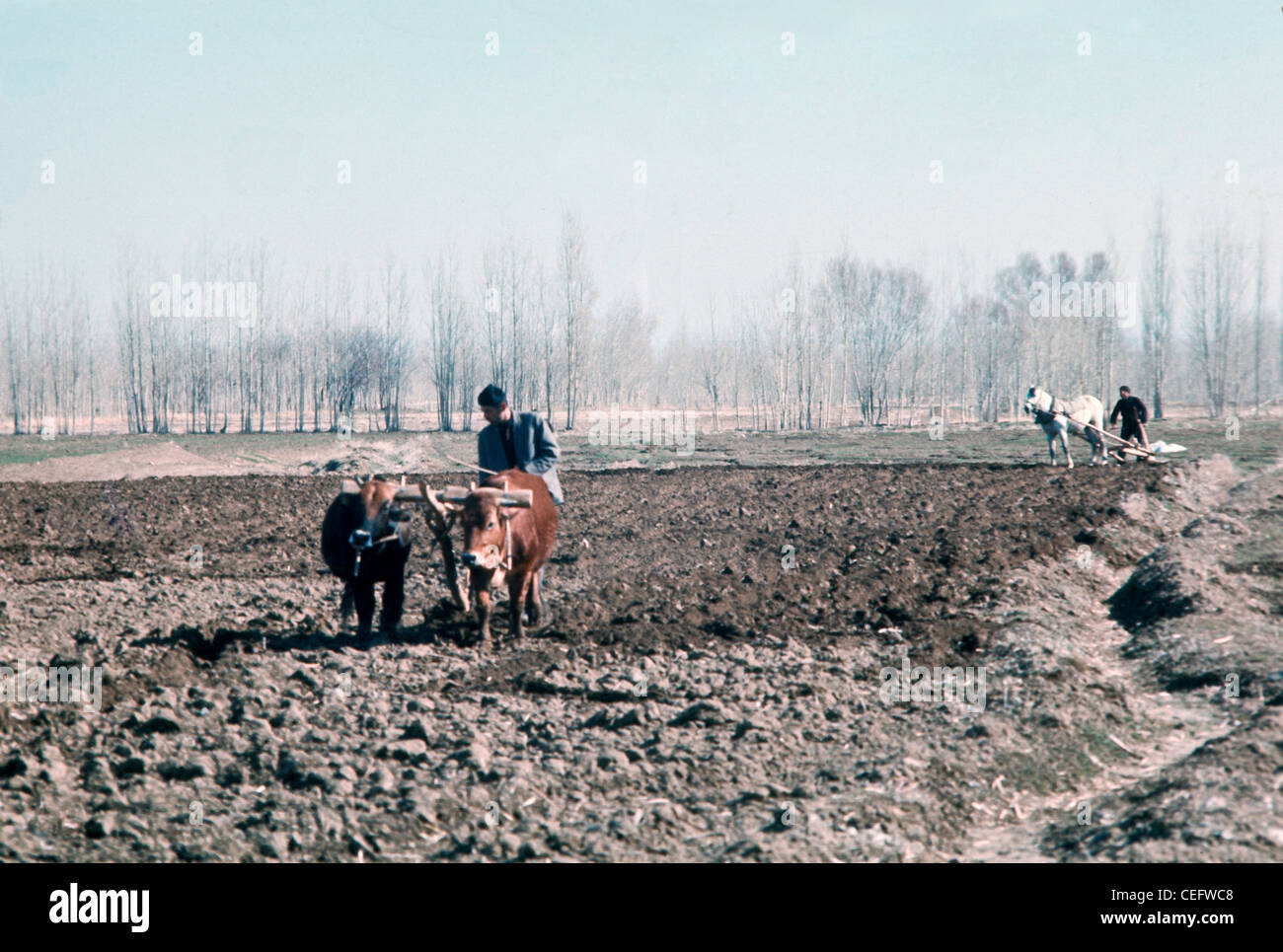 IRAN, ARAK: Iranian farmers plowing their fields with farm animals near ...