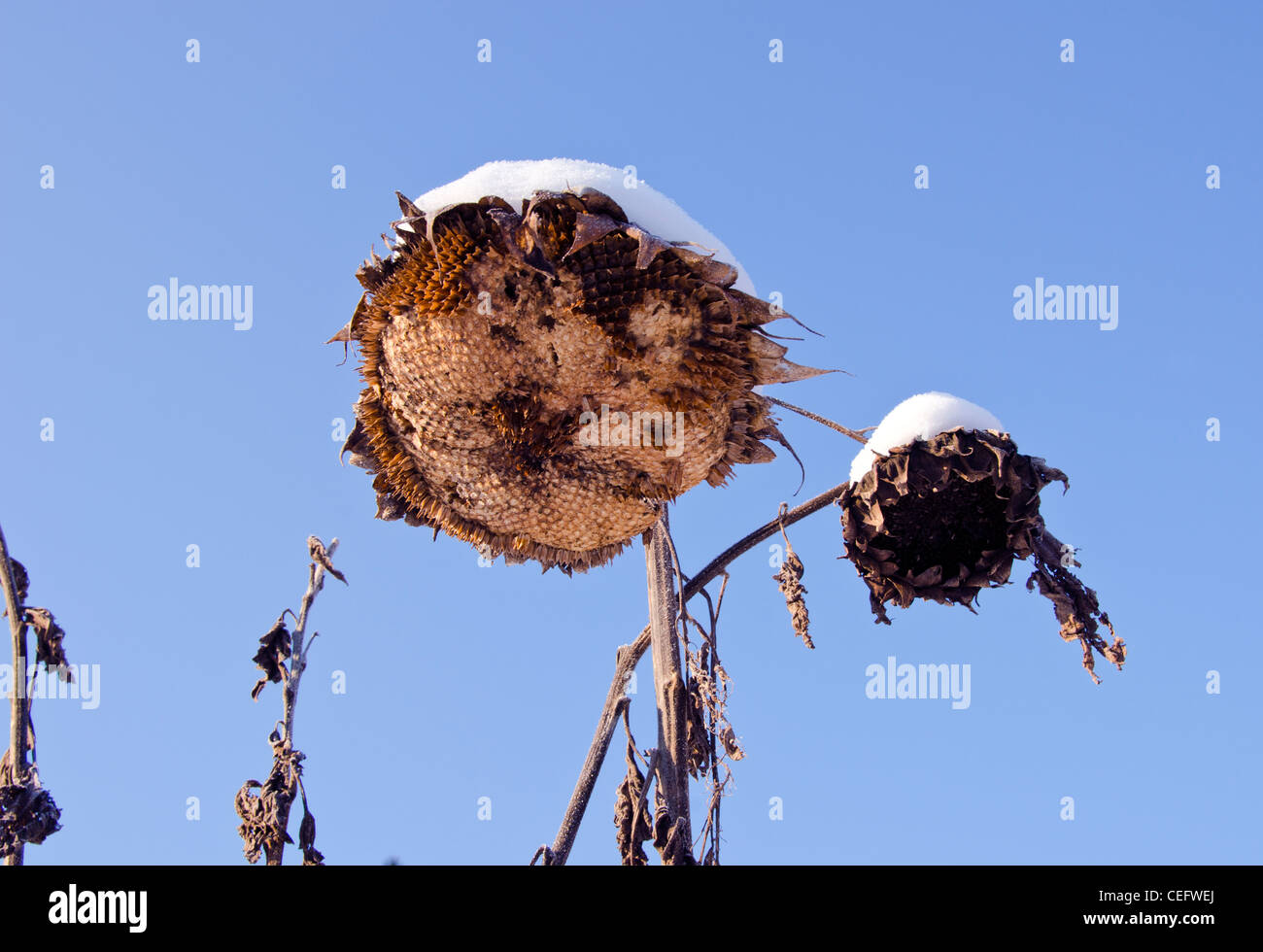 Snow winter sunflowers hi-res stock photography and images - Alamy