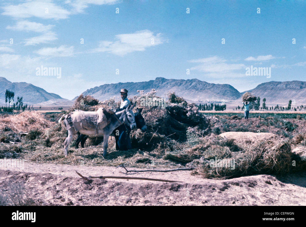 IRAN, ARAK: Iranian farmers using sled pulled by donkey and cow to ...