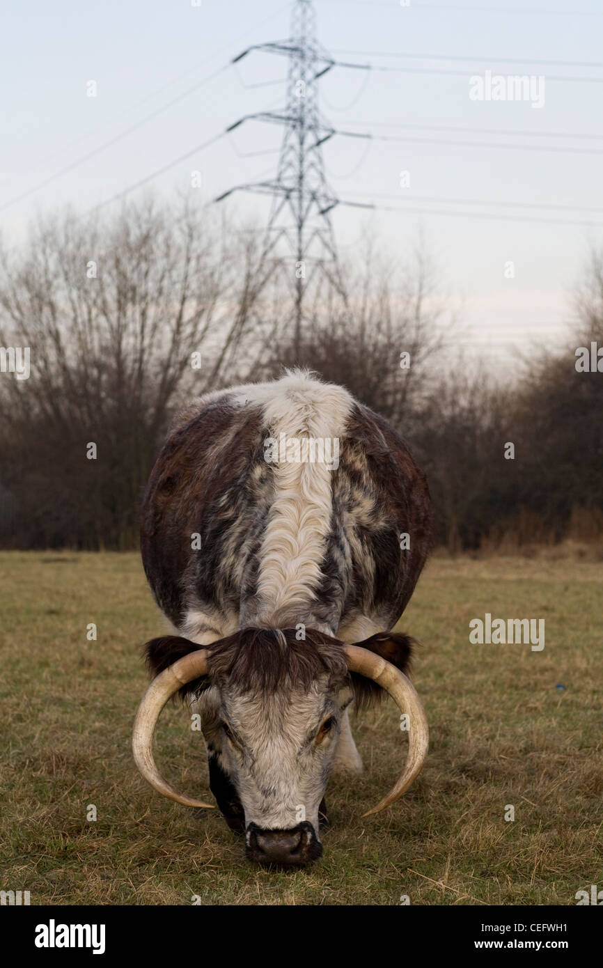 Bull horns hi-res stock photography and images - Alamy