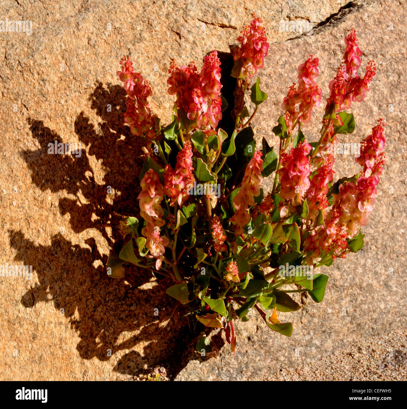 desert flaura and fauna in egypt and sinai Stock Photo - Alamy