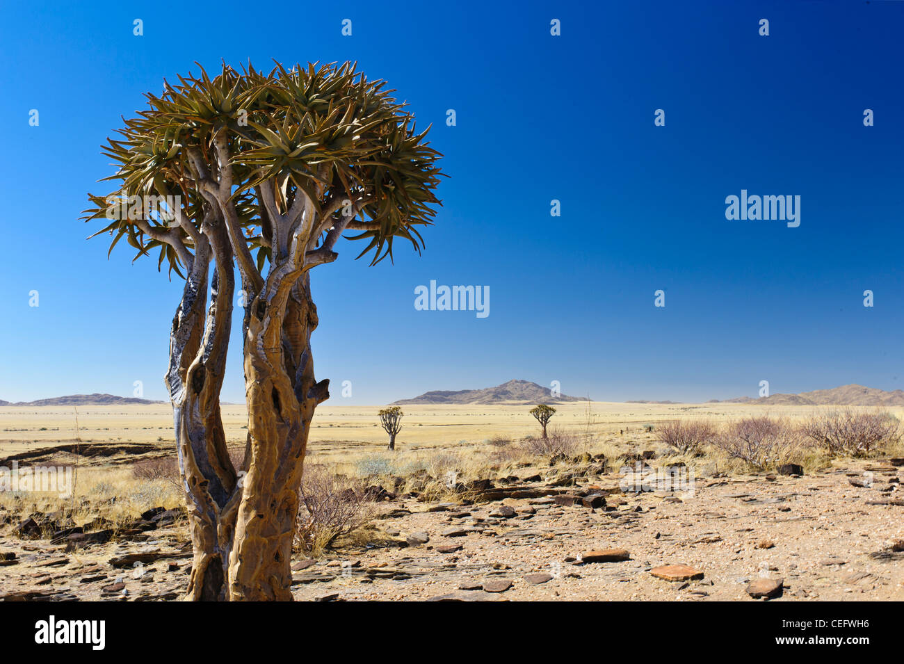 Quiver trees in the Namib Naukluft Park, Namibia Stock Photo - Alamy