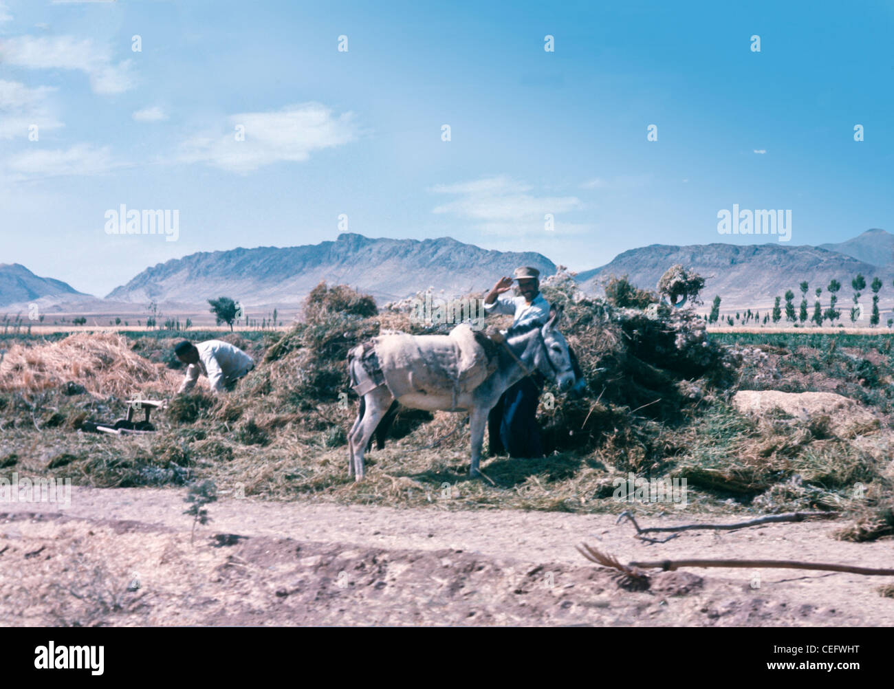 IRAN, ARAK: Iranian farmers using sled pulled by donkey and cow to ...