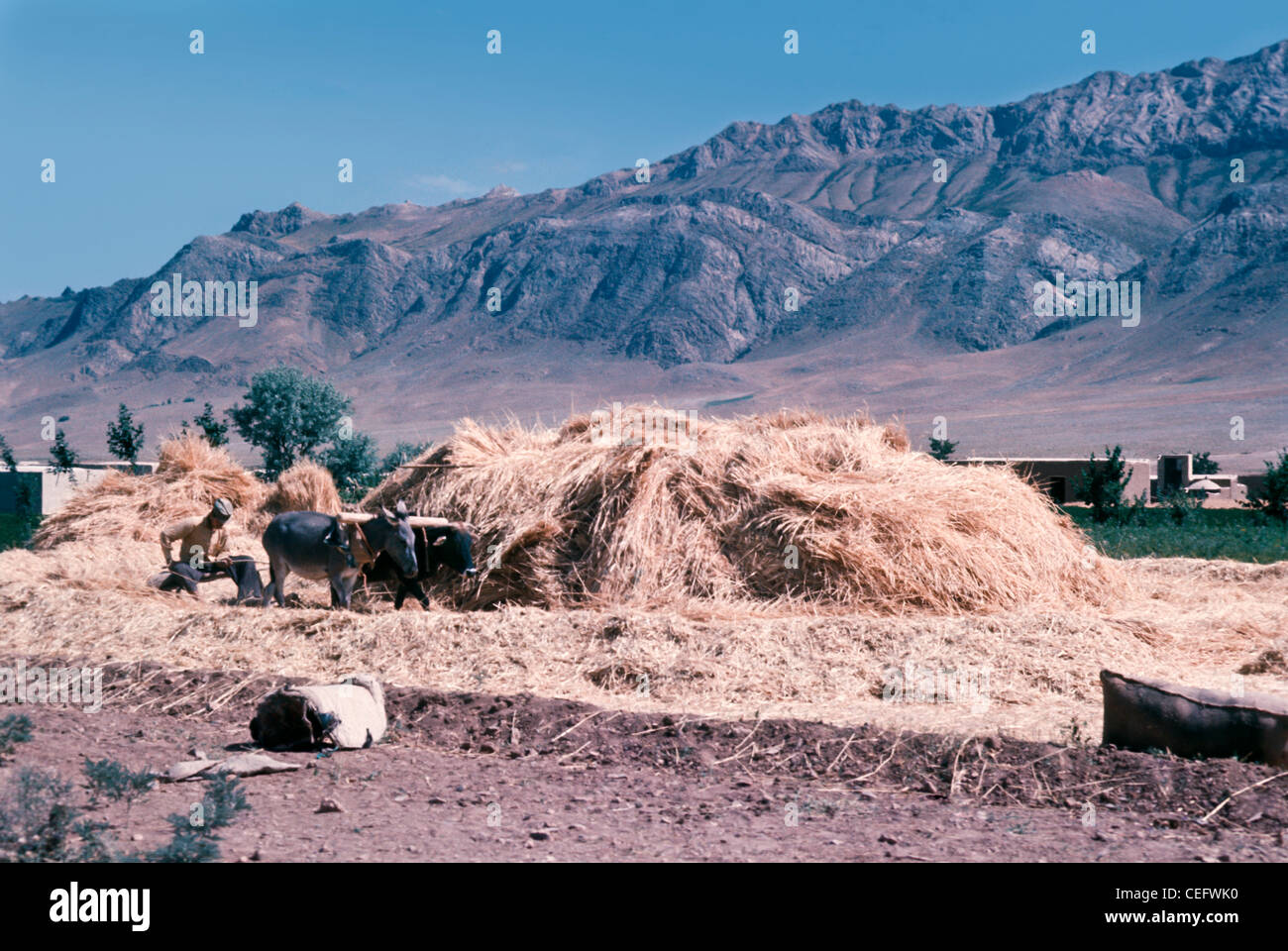 IRAN, ARAK: Iranian farmer using sled pulled by donkey and cow to ...