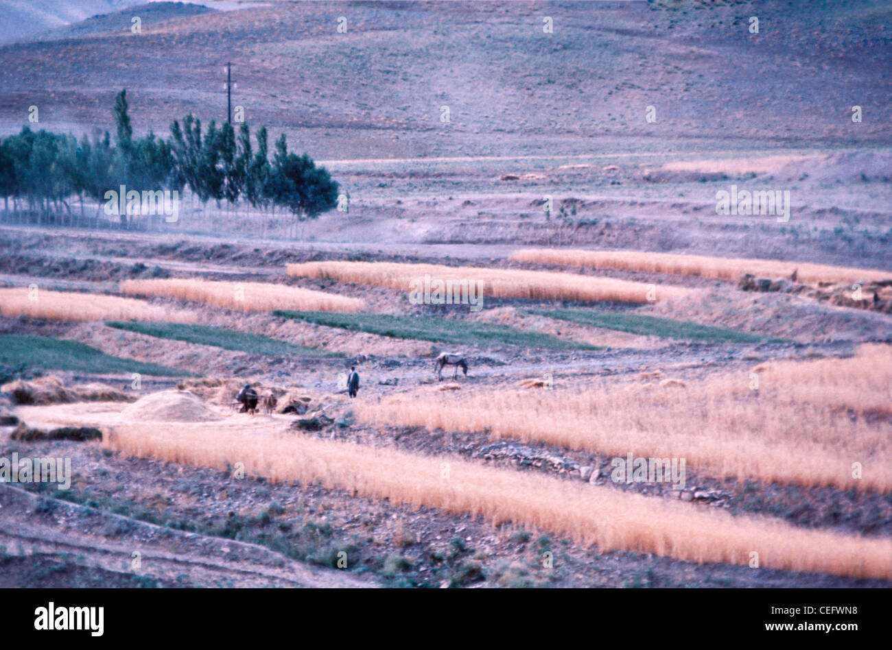IRAN, ARAK: Iranian farmer using sled pulled by donkey and cow to ...
