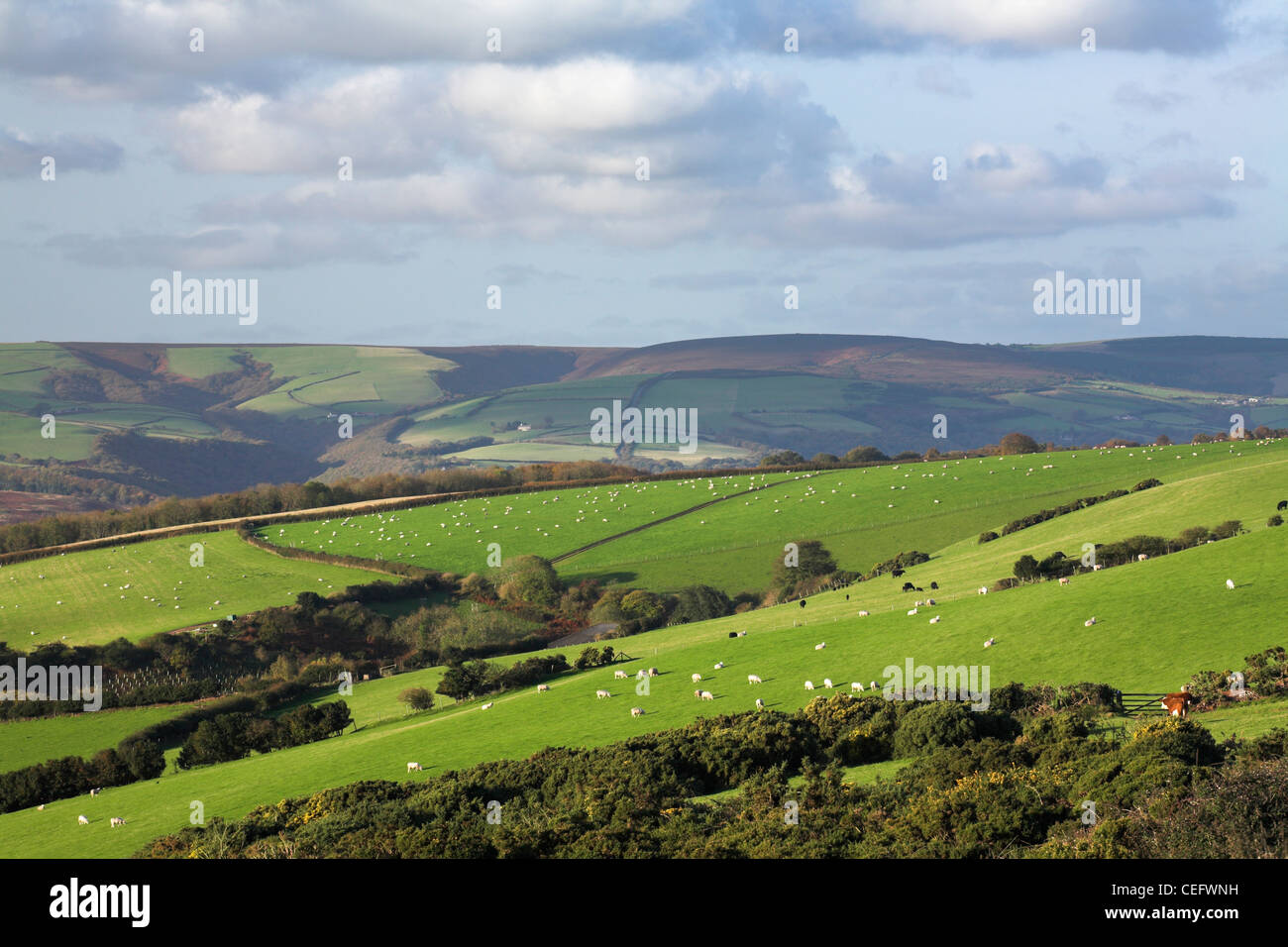 Selworthy Beacon, Exmoor, Somerset Stock Photo - Alamy