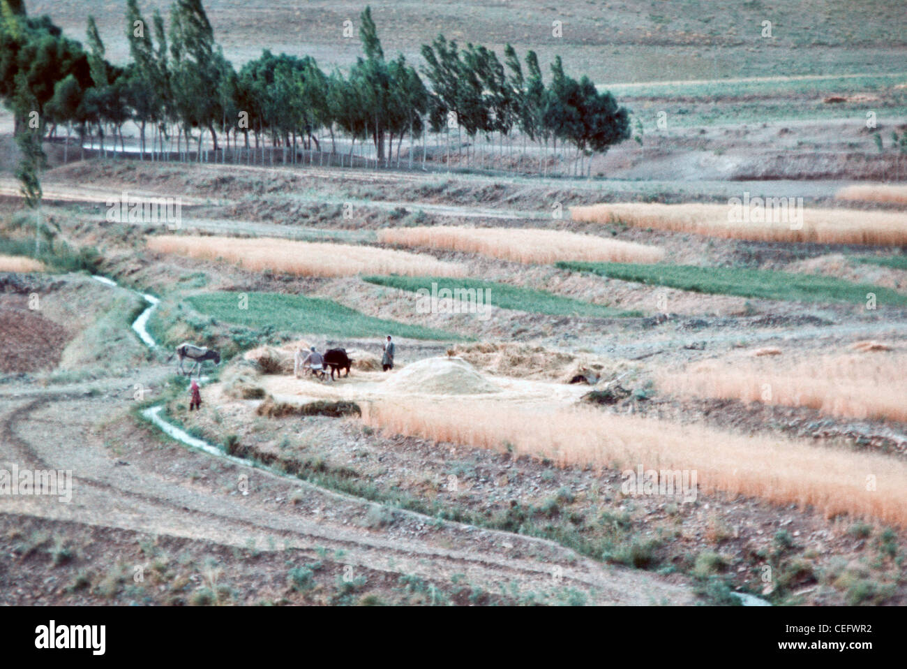 IRAN, ARAK: Iranian farmer using sled pulled by donkey and cow to ...