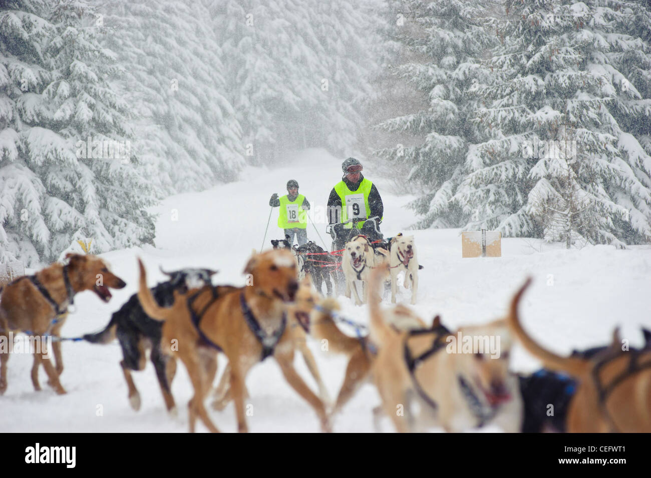 Sled race hi-res stock photography and images - Alamy