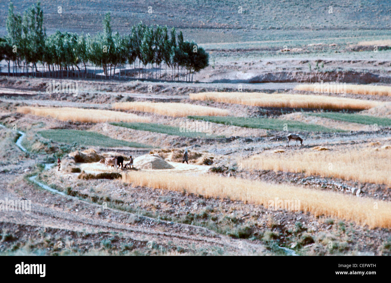 IRAN, ARAK: Iranian farmer using sled pulled by donkey and cow to ...