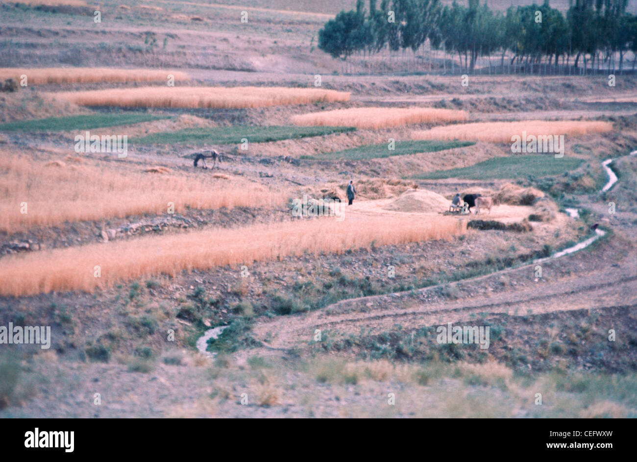 IRAN, ARAK: Iranian farmer using sled pulled by donkey and cow to ...