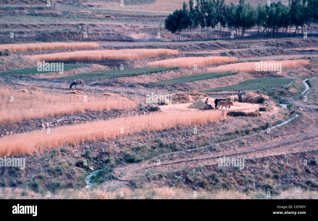 IRAN, ARAK: Iranian farmer using sled pulled by donkey and cow to ...