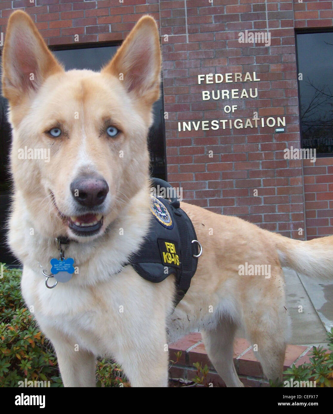 Dog operations unit hi-res stock photography and images - Alamy