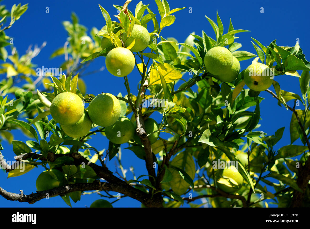 Lemon tree with beautiful lemons Stock Photo - Alamy