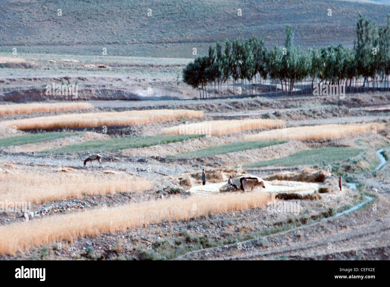IRAN, ARAK: Iranian farmer using sled pulled by donkey and cow to ...
