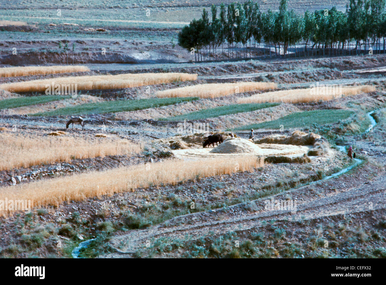 IRAN, ARAK: Iranian farmer using sled pulled by donkey and cow to ...