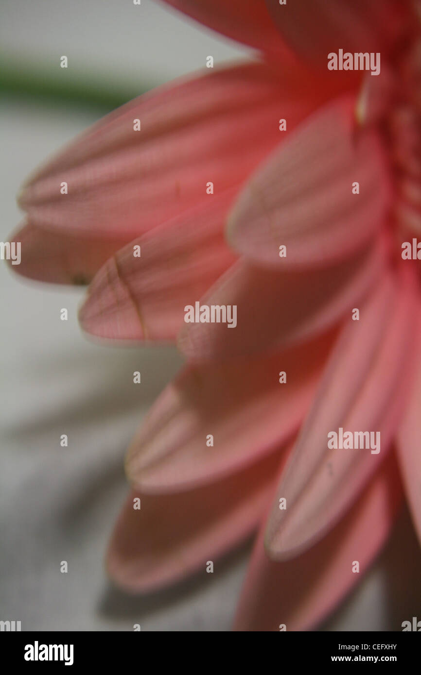 flower petals up close Stock Photo - Alamy