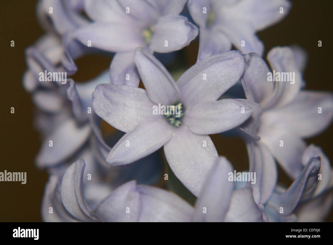 hyacinth flower up close Stock Photo - Alamy
