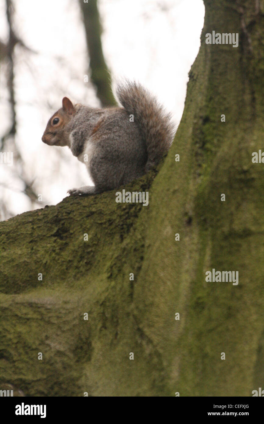 squirrel up a tree Stock Photo - Alamy