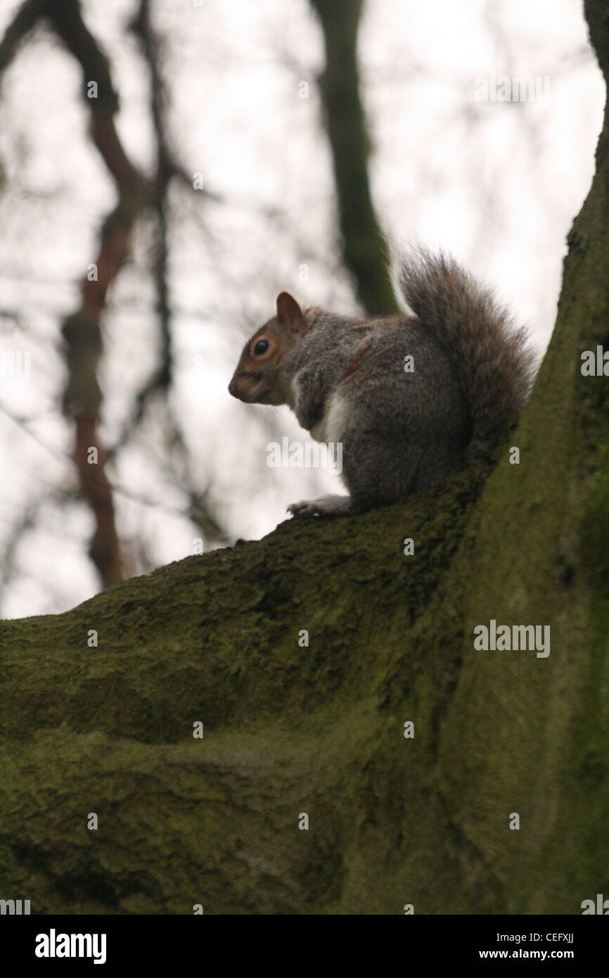 squirrel up a tree Stock Photo - Alamy