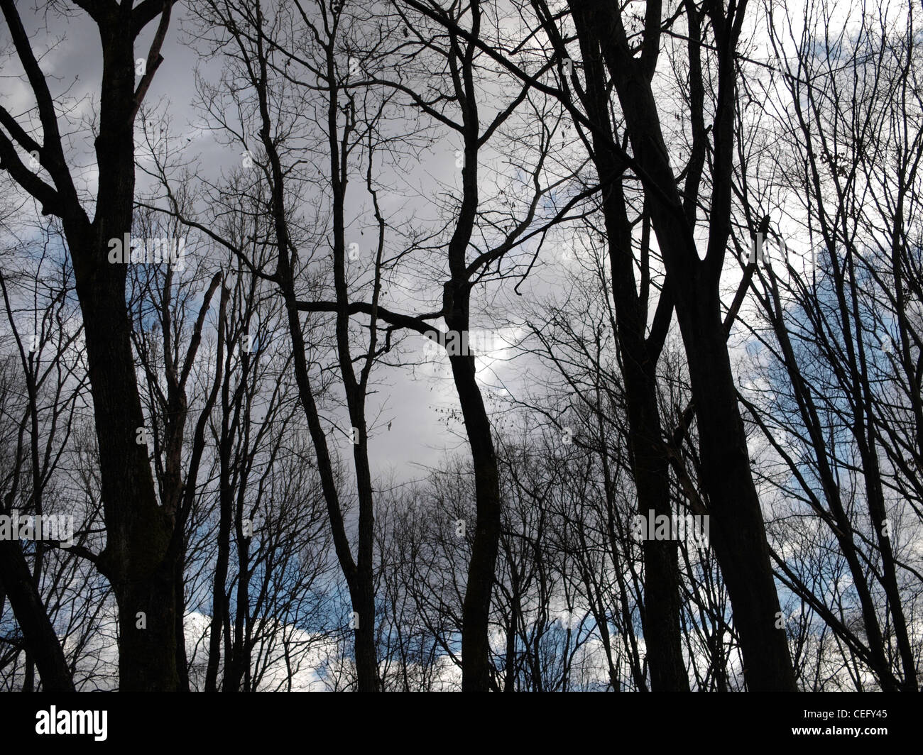 Truncated trees in winter time Stock Photo - Alamy