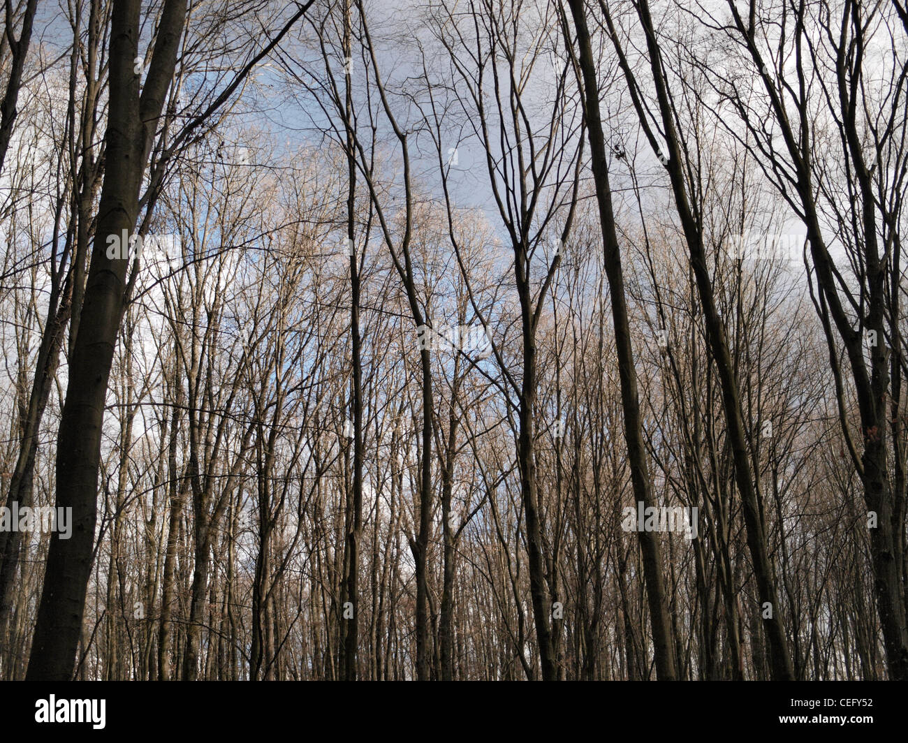 Deciduous wood in winter time Stock Photo - Alamy