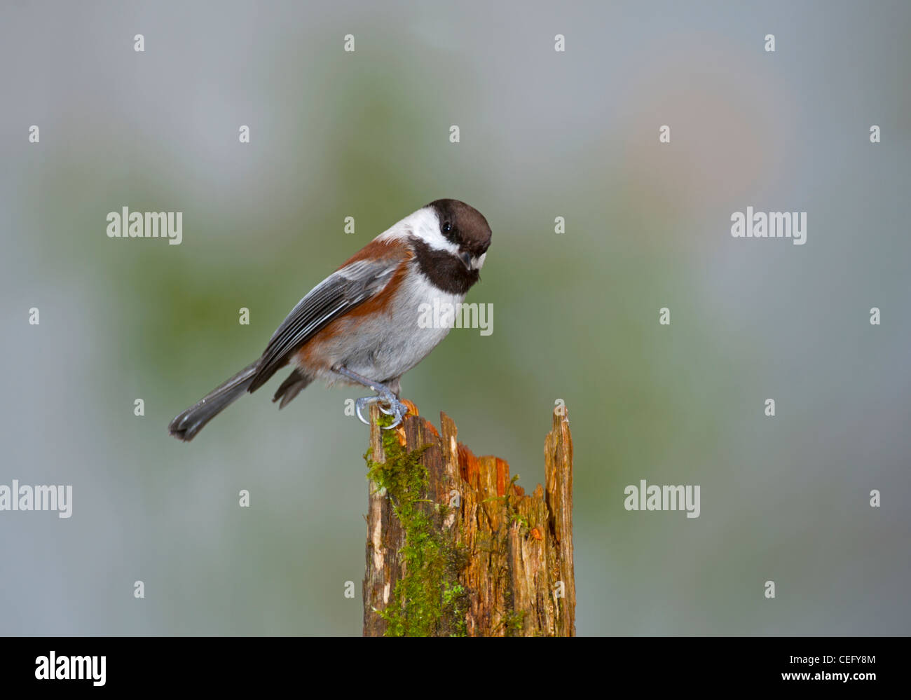 Chestnut-backed Chickadee, Small North Western USA Canadian bird. SCO ...