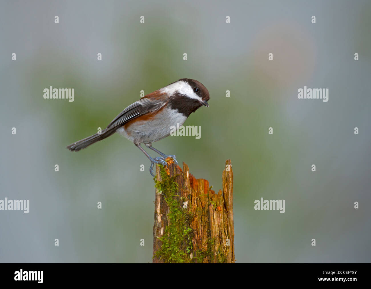Adult mountain chickadee in hi-res stock photography and images - Alamy