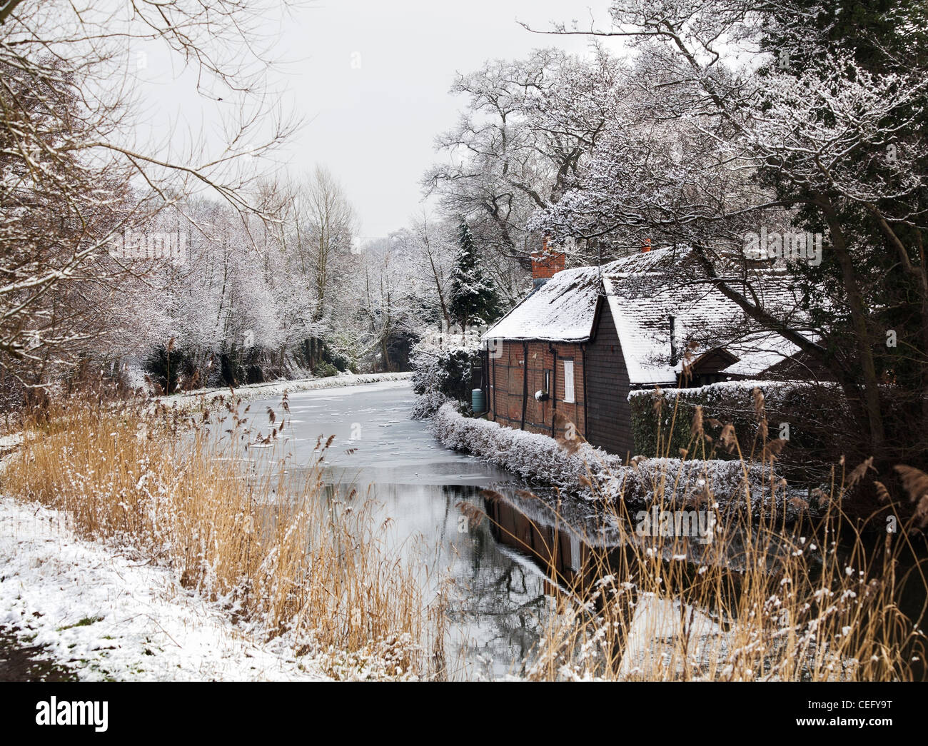 Winter landscape at Pyrford, Surrey, with snow-covered bare trees, reed ...