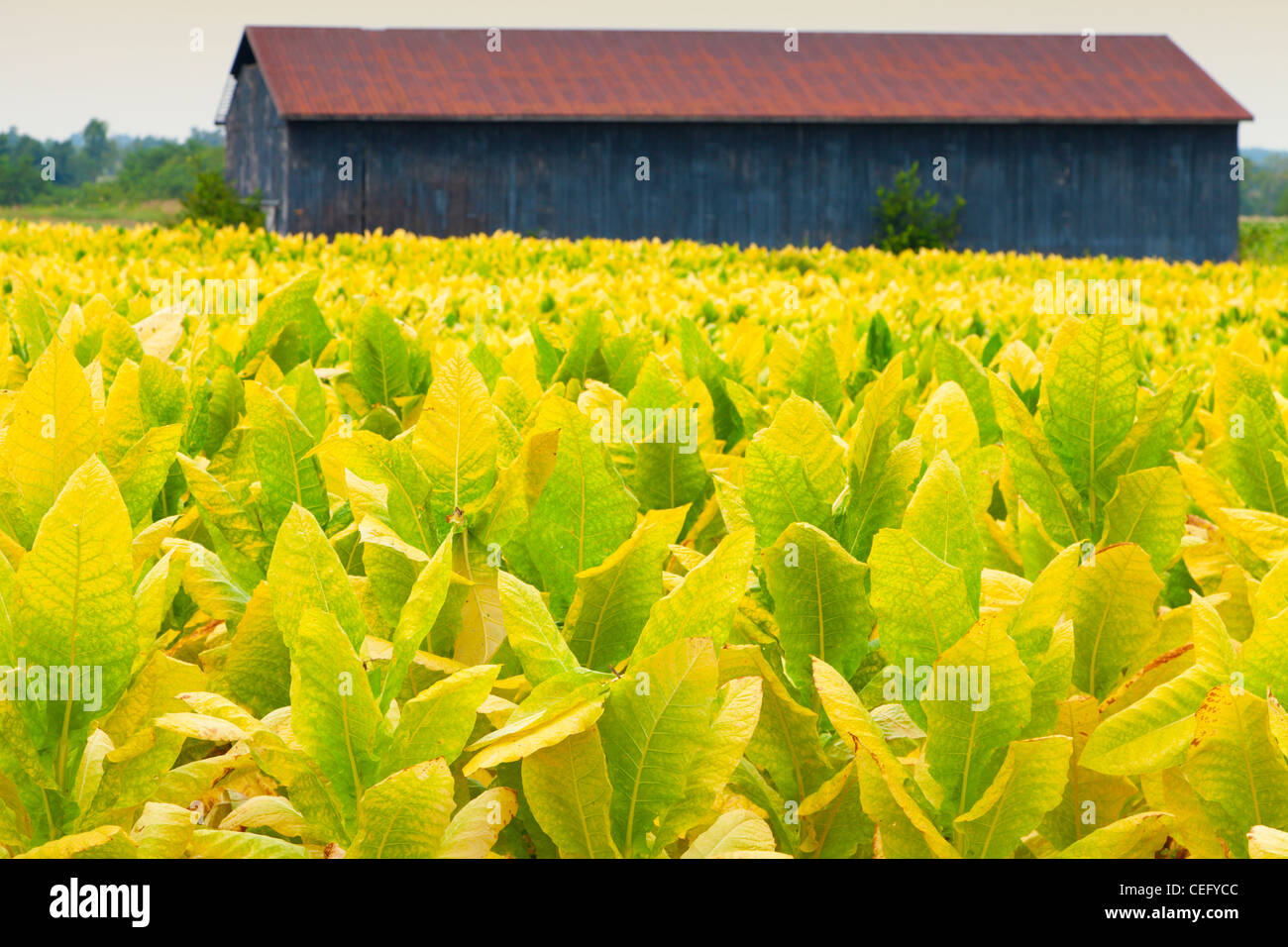 Tobacco field hi-res stock photography and images - Alamy