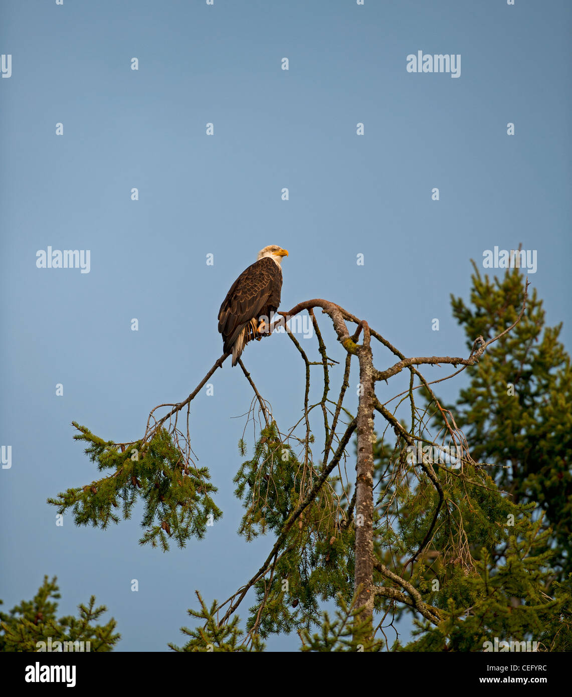 American Bald Eagle (Haliaeetus leucocephalus) resting by its nesting ...