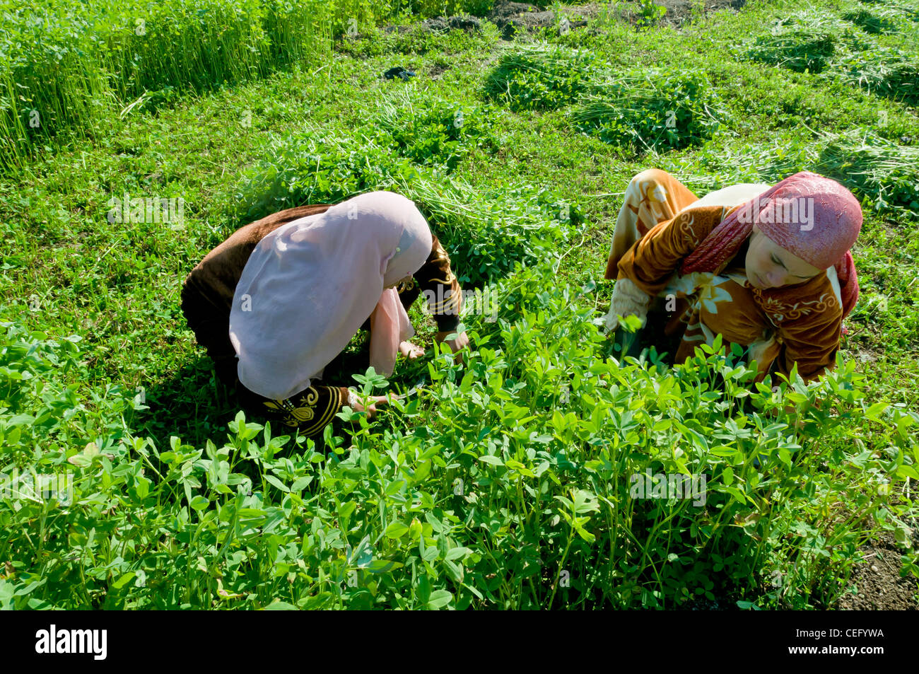 Peasants Working In The Fields High Resolution Stock Photography and ...