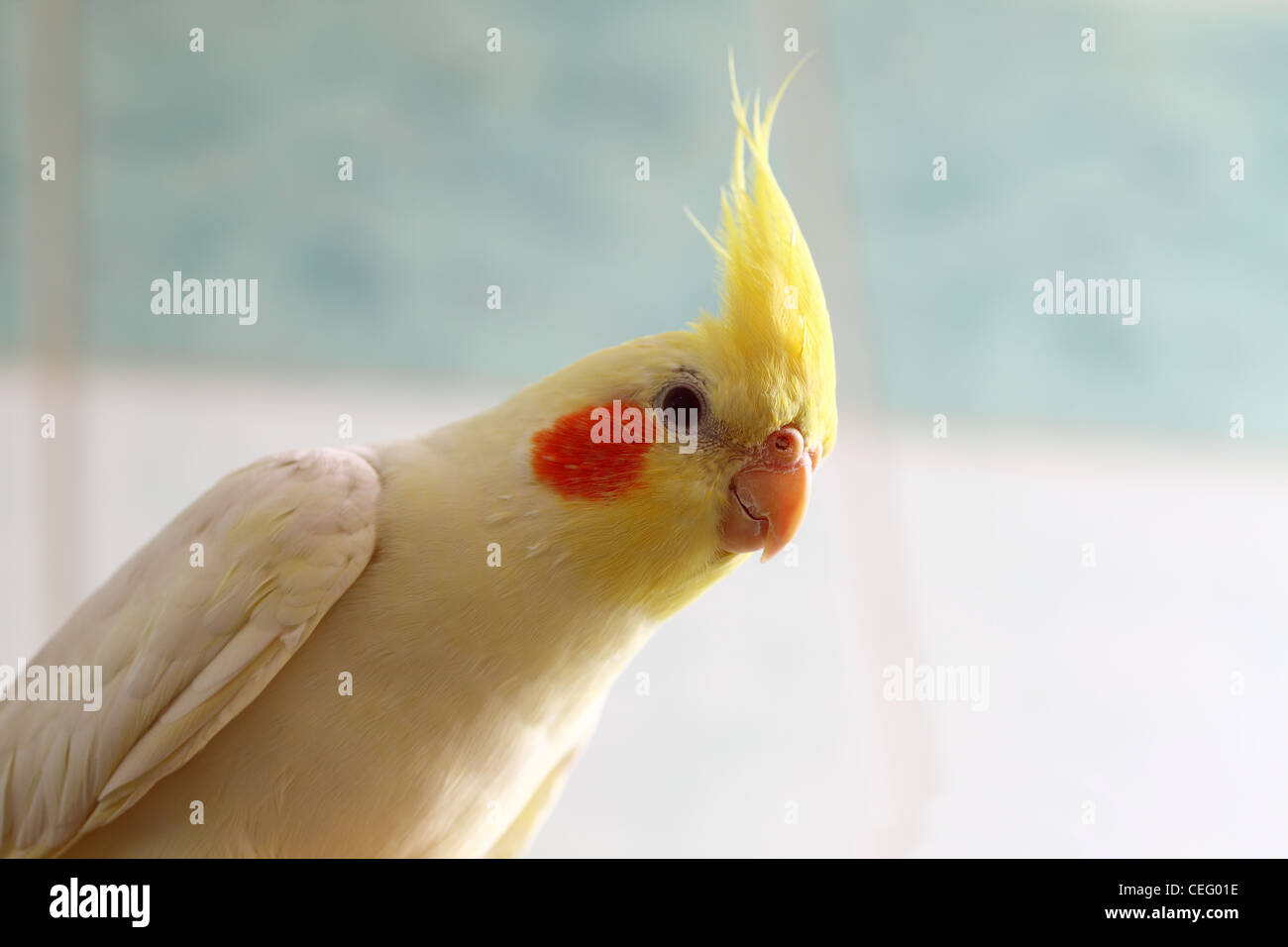 Cheeky Cockatiel parrot in home Stock Photo - Alamy