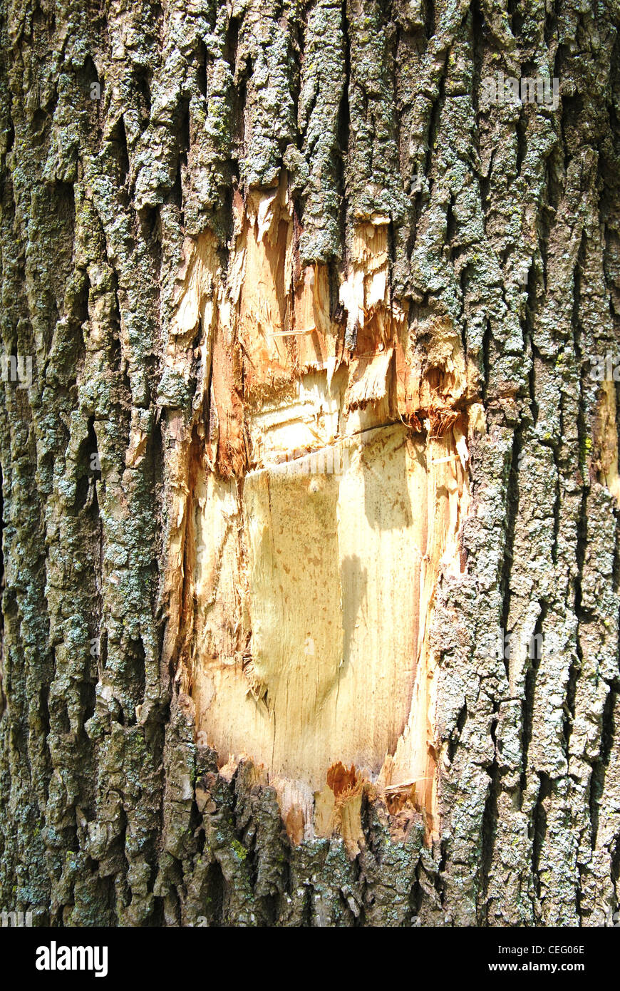 Tree limb decay hi-res stock photography and images - Alamy