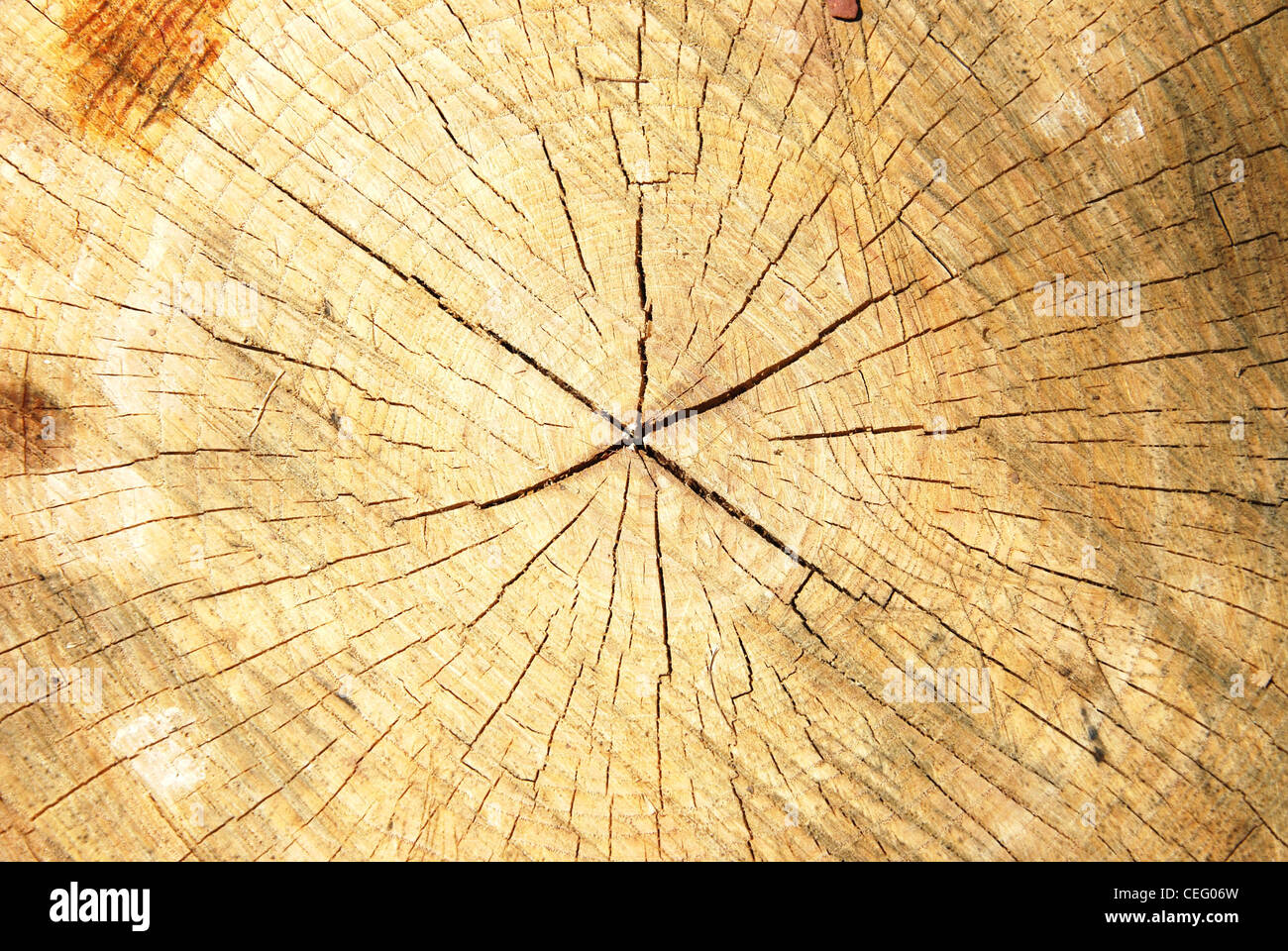 Tree cross hi-res stock photography and images - Alamy
