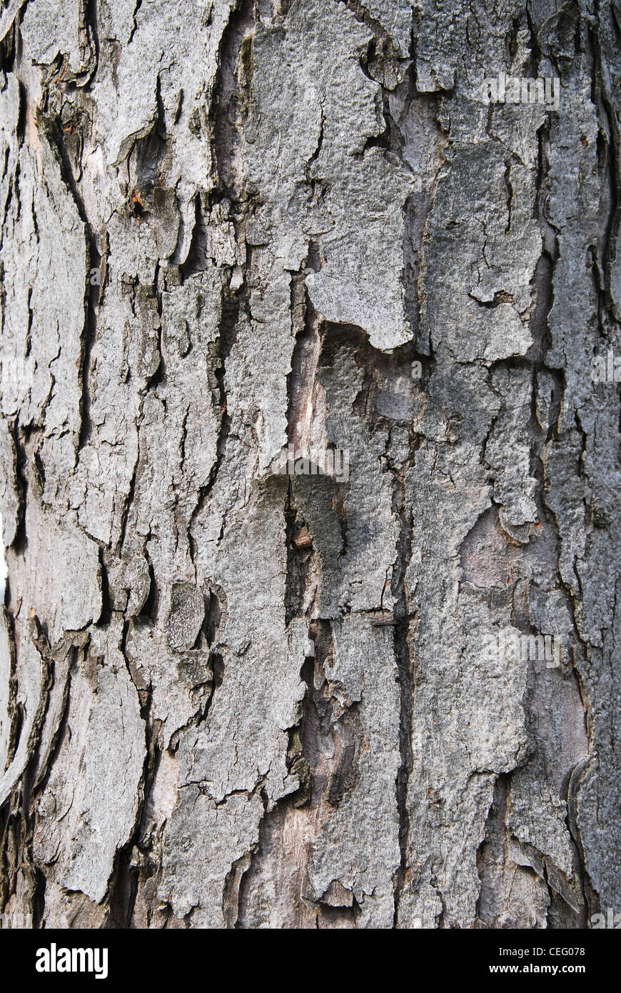 High resolution forest texture hi-res stock photography and images - Alamy