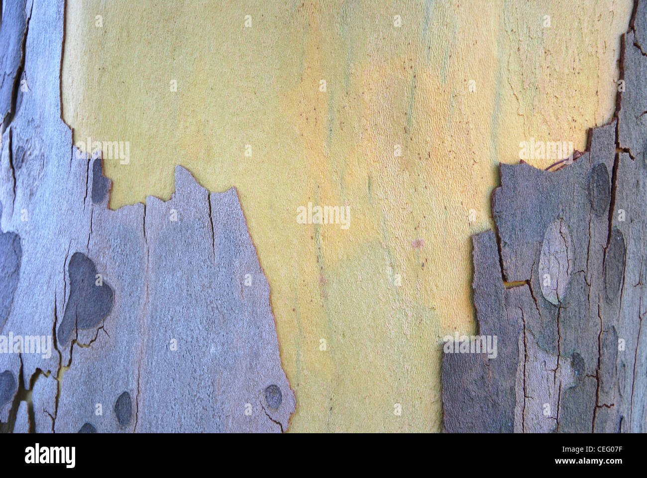Tree limb decay hi-res stock photography and images - Alamy