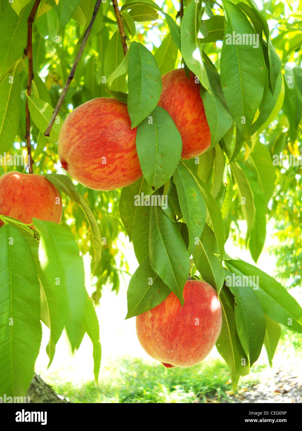Garden soft fruit hi-res stock photography and images - Alamy