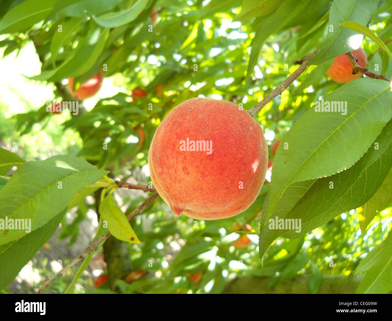 Peach fruit garden hi-res stock photography and images - Alamy