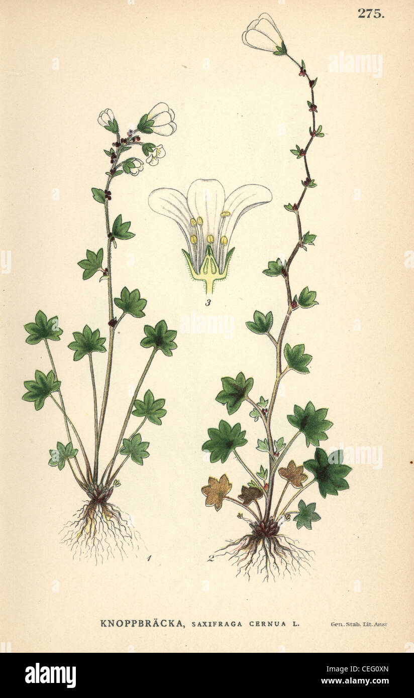 Drooping natural hi-res stock photography and images - Alamy