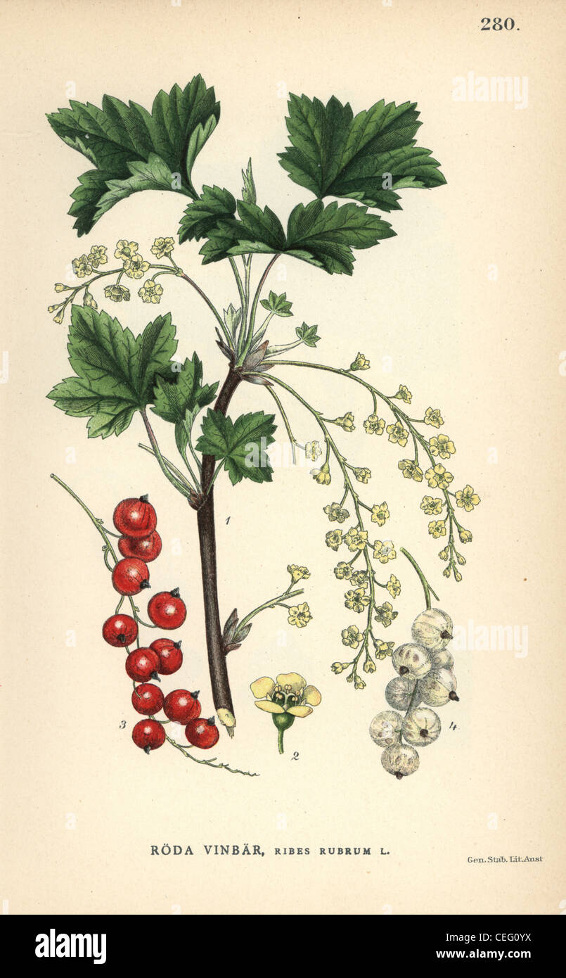 Redcurrant, Ribes rubrum Stock Photo - Alamy