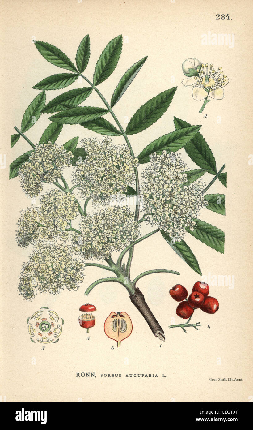 European rowan or mountain-ash, Sorbus aucuparia Stock Photo - Alamy