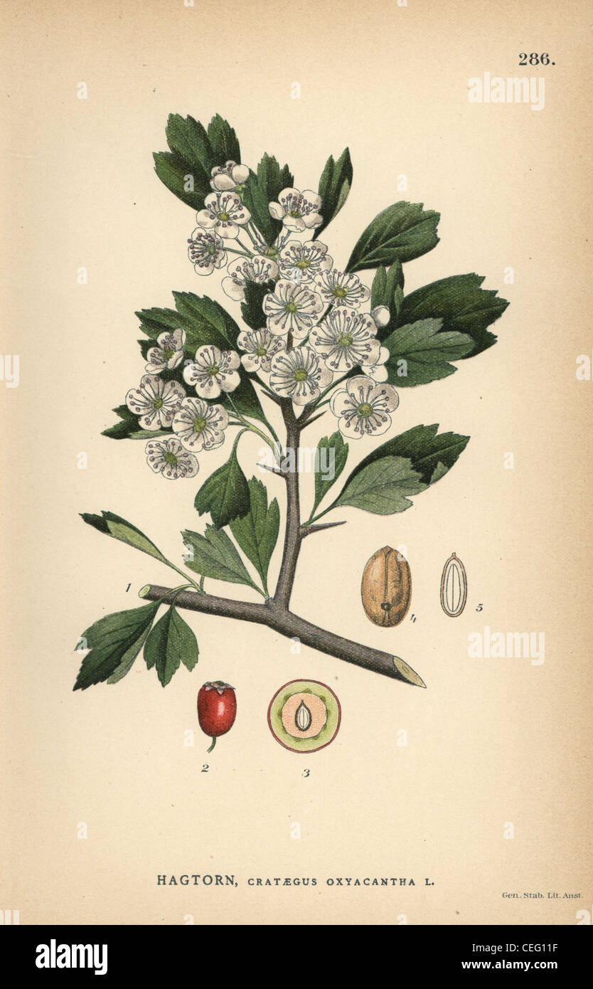 Hawthorn, Crataegus oxycantha Stock Photo - Alamy