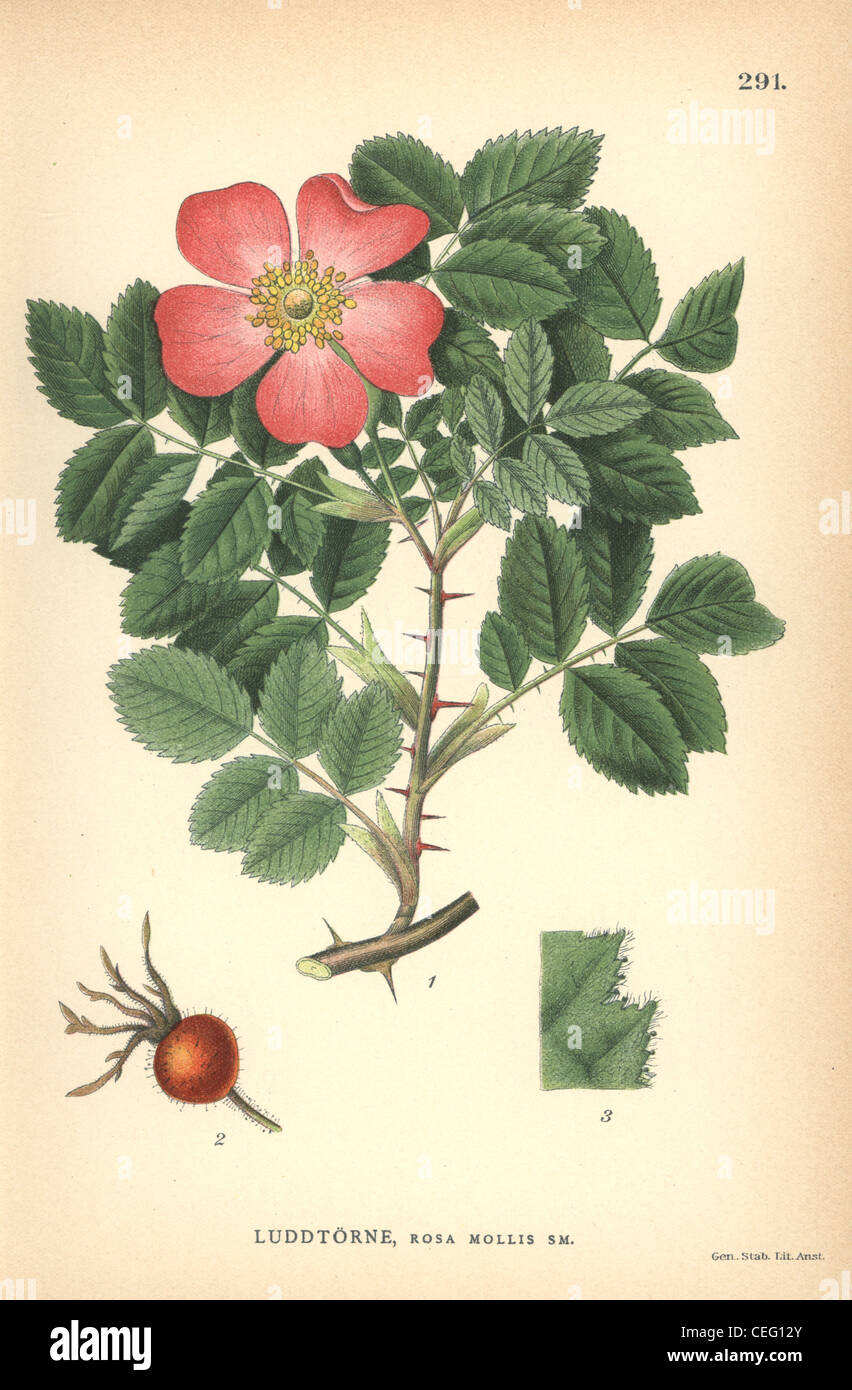 Soft downy rose, Rosa mollis Smith Stock Photo - Alamy