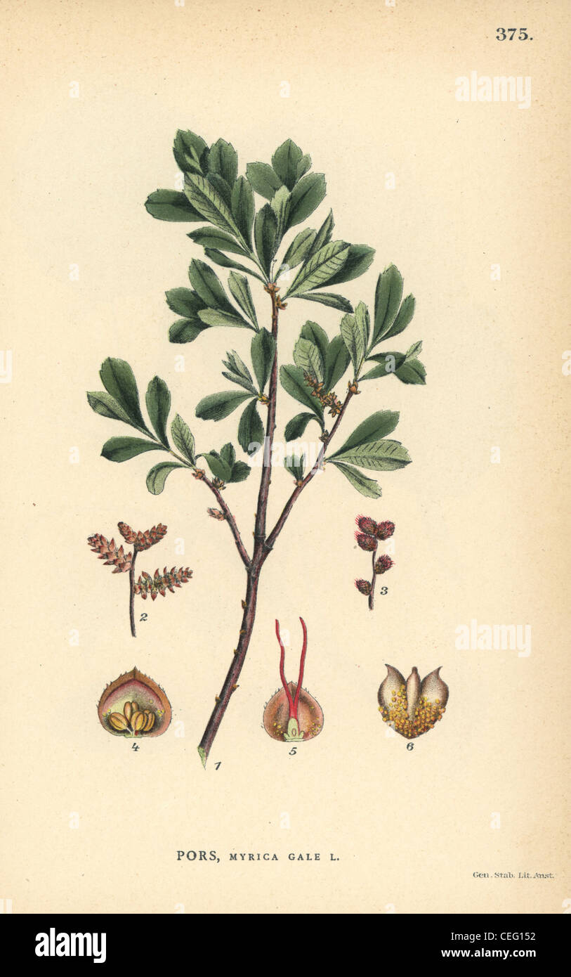 Bog myrtle or sweet gale, Myrica gale Stock Photo - Alamy