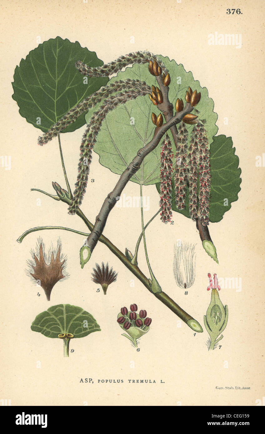 Aspen botanical illustration hi-res stock photography and images - Alamy