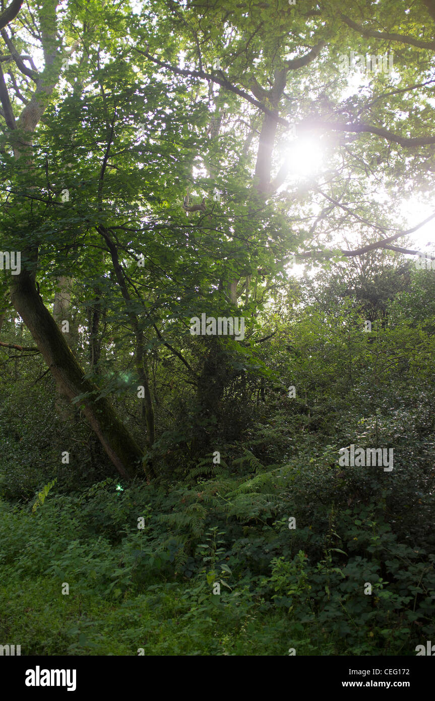 Holmbury st mary hi-res stock photography and images - Alamy